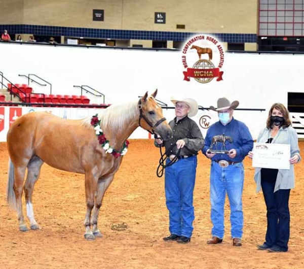 Versatility Stakes Classes – World Conformation Horse Association