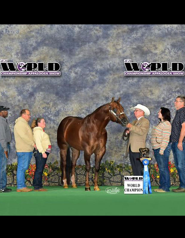 2022 WCHA Big Money Halter Futurity – World Conformation Horse Association