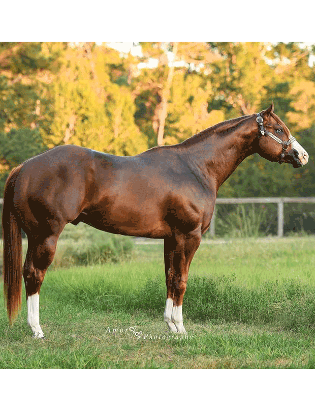 MMR JINX ON ME – World Conformation Horse Association