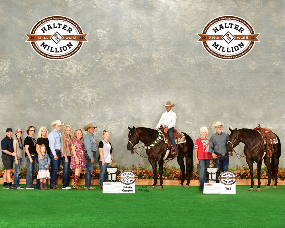 Versatility Stakes Classes – World Conformation Horse Association