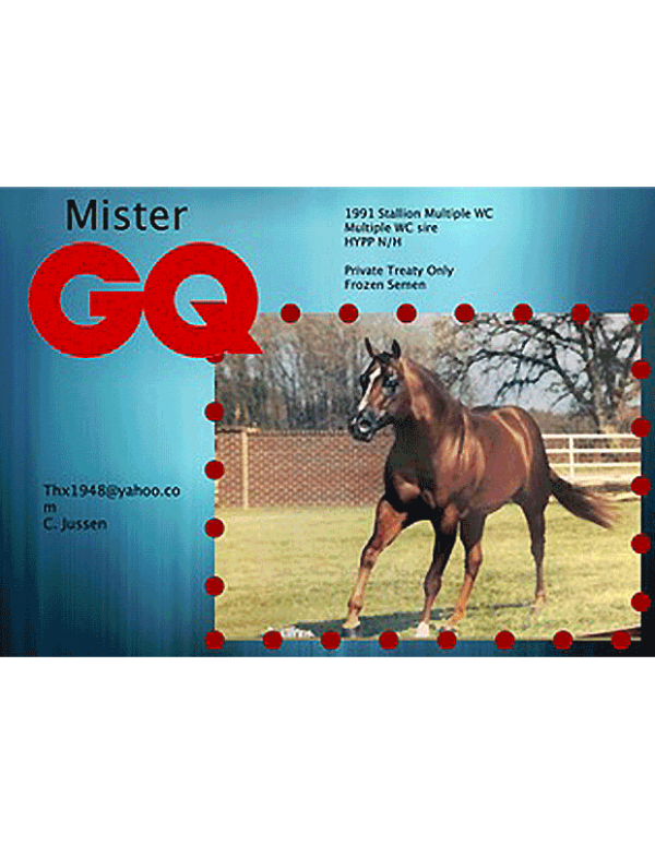 MISTER GQ – World Conformation Horse Association