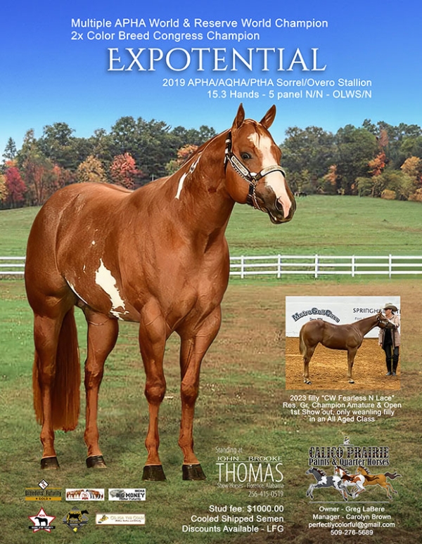 EXPOTENTIAL – World Conformation Horse Association