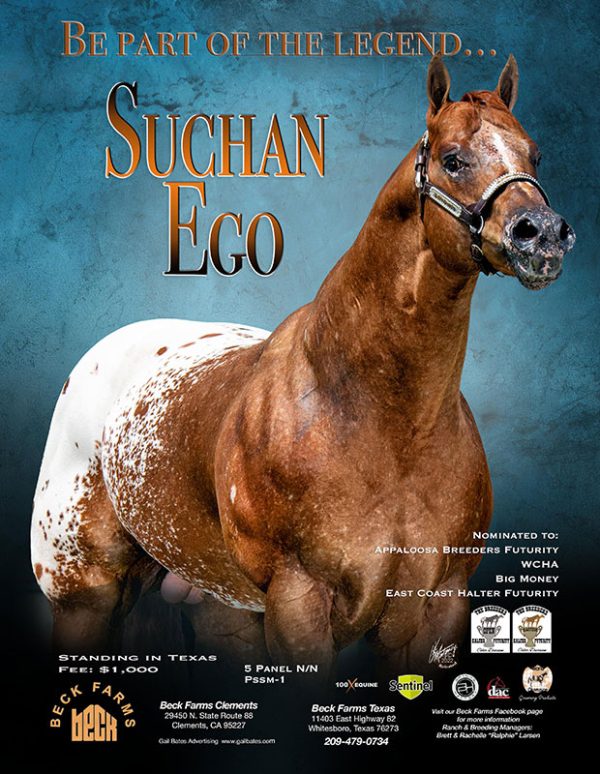 2026 Nominated Stallions – World Conformation Horse Association
